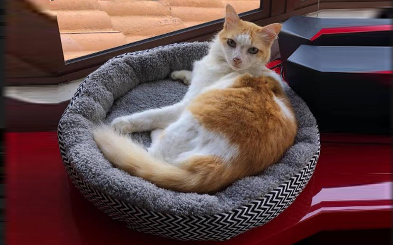 Louis, the cat with a love for artwork and hair-ties | FMT