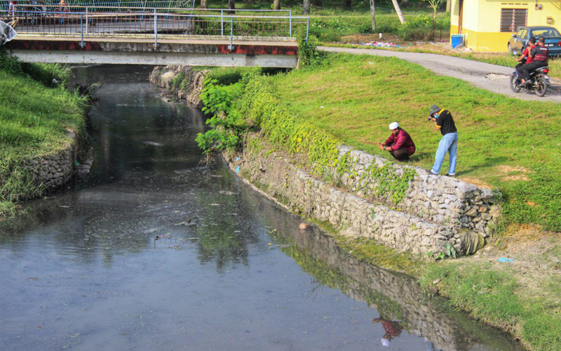 Prai river polluted by pig waste causes padi farmers to suffer | FMT