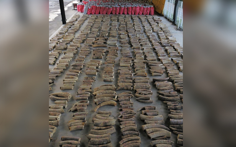 Hong Kong ban on ivory sales comes into force | FMT