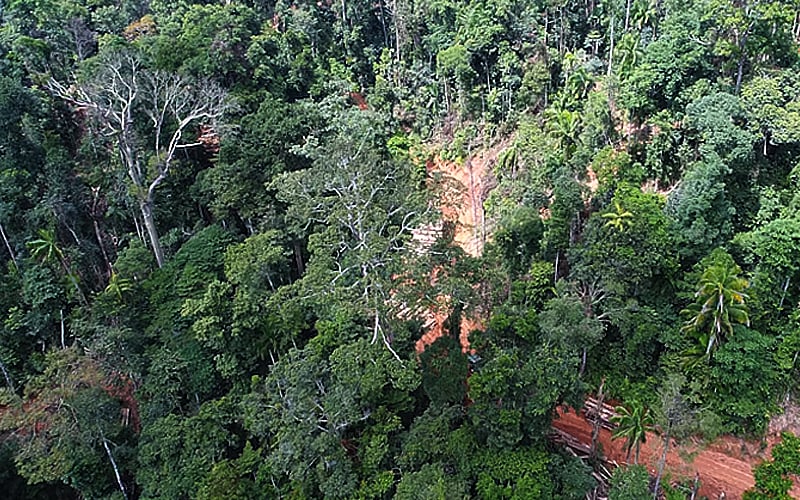 Understand climate change and stop logging, ex-minister tells Kedah | FMT