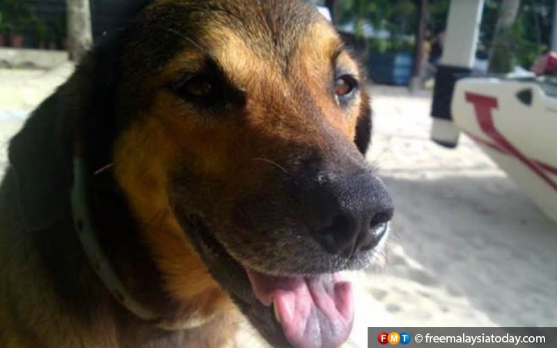 Mahkamah benar pemilik anjing saman MBPP | FMT