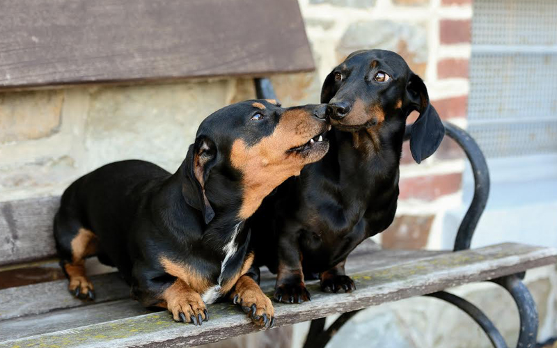 The most playful dogs revealed | FMT