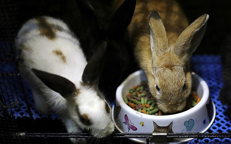 Bermula hobi, Nabihah kini pengusaha produk daging arnab sejuk beku | FMT