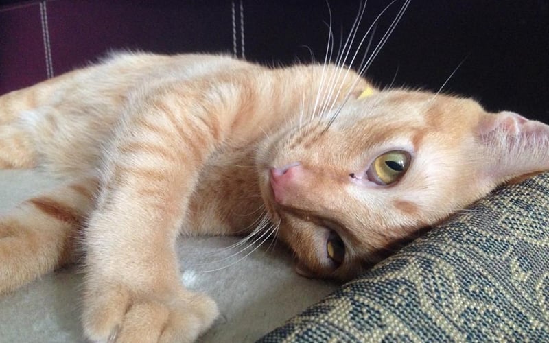 Shrek, the big baby with a sneaky side | FMT