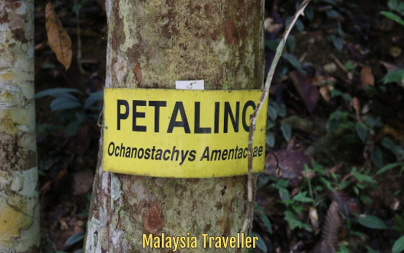 Little facts about big trees | FMT