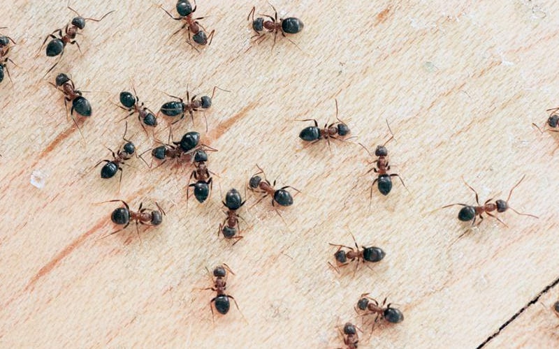 Cara usir semut dari tanaman hiasan anda | FMT