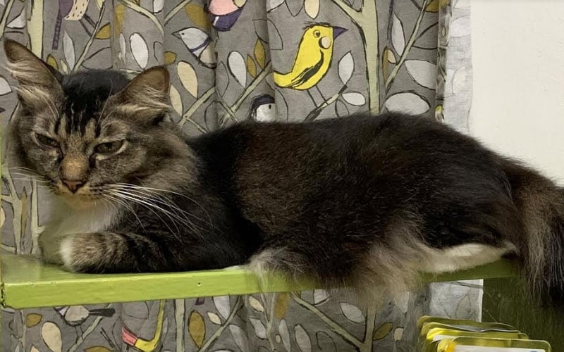 Tales of the ‘atas’ cat called Flower Tail | FMT