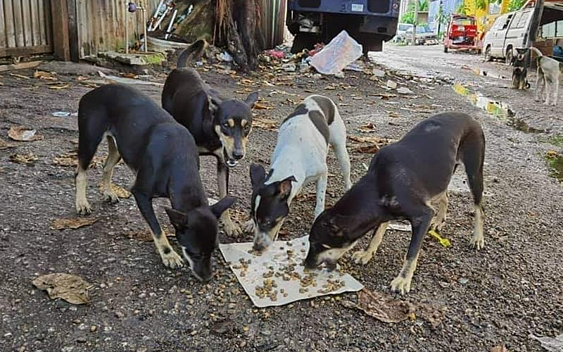 Covid-19 sees rise in stray animal numbers and drop in donations | FMT