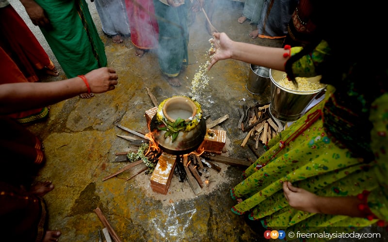 Pongal celebration and its significance | FMT