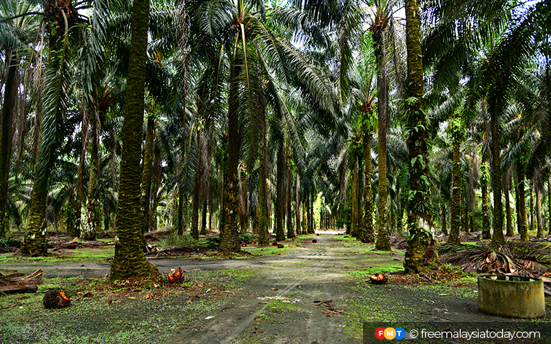 Bayar dividen atau henti operasi ladang sawit, penduduk beritahu Felcra ...