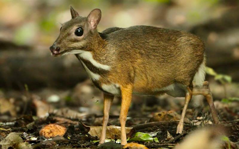 Cops confirm Perhilitan nabbed 8 FRU men for having mouse deer | FMT