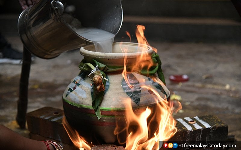 Pongal celebration and its significance | FMT