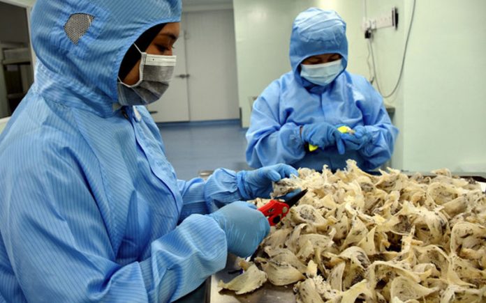 Sabah cadang wujud kilang proses sarang burung walit | Free Malaysia ...