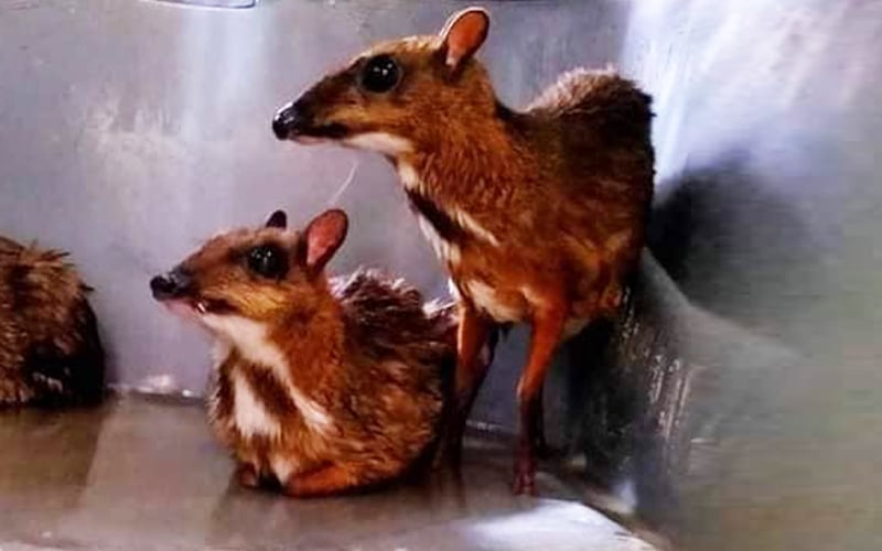 Woman with nine Java mouse deer arrested | FMT