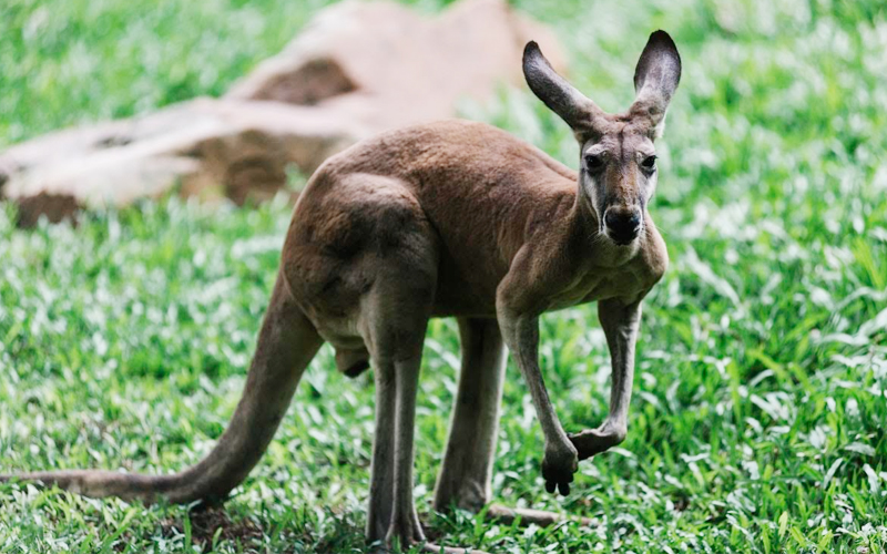 Aboriginal artwork of kangaroo is oldest rock art found | Free Malaysia ...