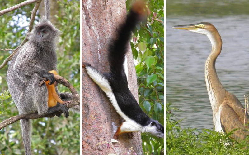 10 fascinating wildlife found in Malaysia | FMT