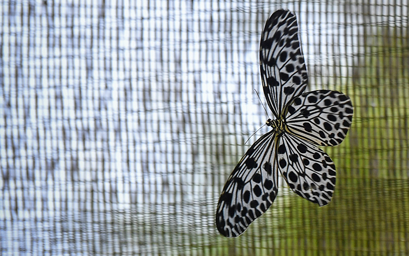 PKP: Akibat kekurangan dana, rama-rama spesies idea lynceus bakal ...