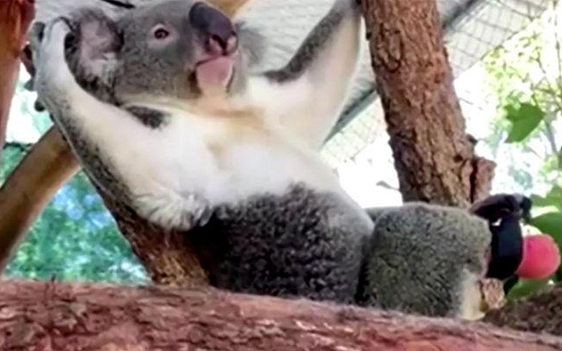 Footless koala finally runs with prosthetics | FMT