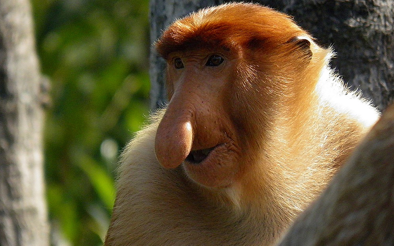 Meet the very ‘human’ proboscis monkeys of Sandakan | FMT