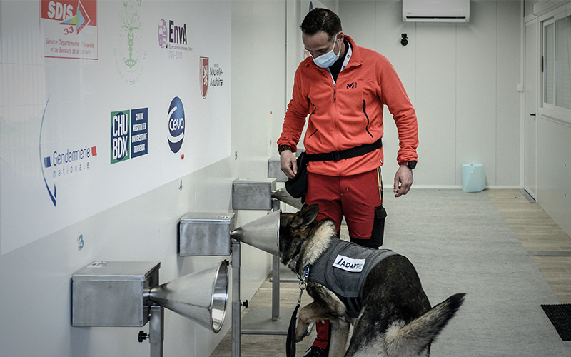 Dogs proving better at detecting Covid-19 than PCR test | FMT