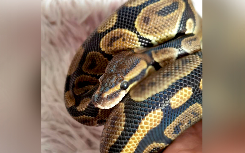 Prince Loki, the sweet snake who wouldn’t even hurt a fly | Free ...