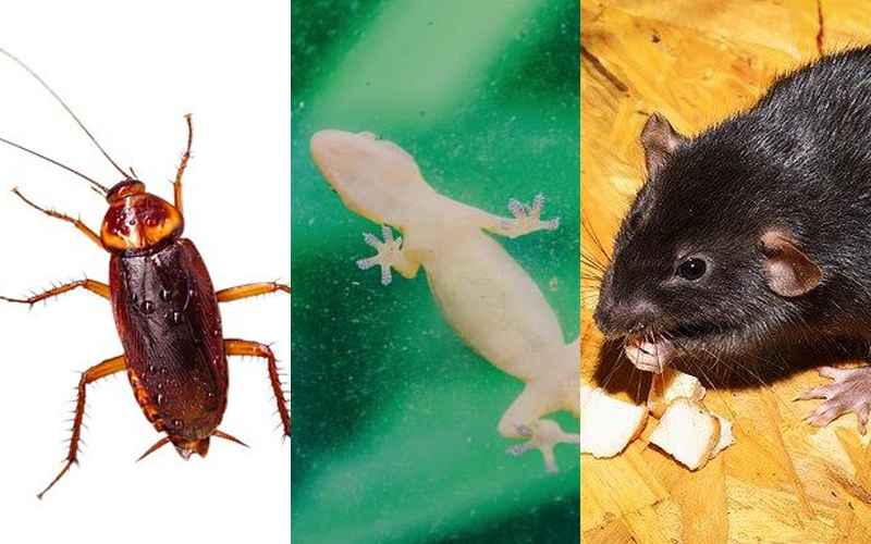 How to get those pesky pests out of your home for good | FMT