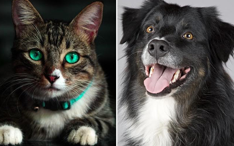 Is Your Pet The Planet S Environmental Enemy Fmt