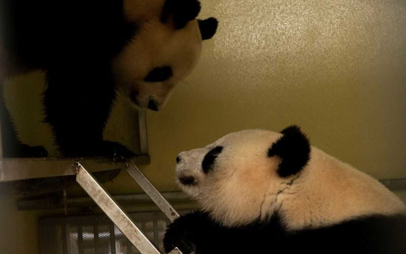 Amorous giant panda couple mates in France | Free Malaysia Today (FMT)