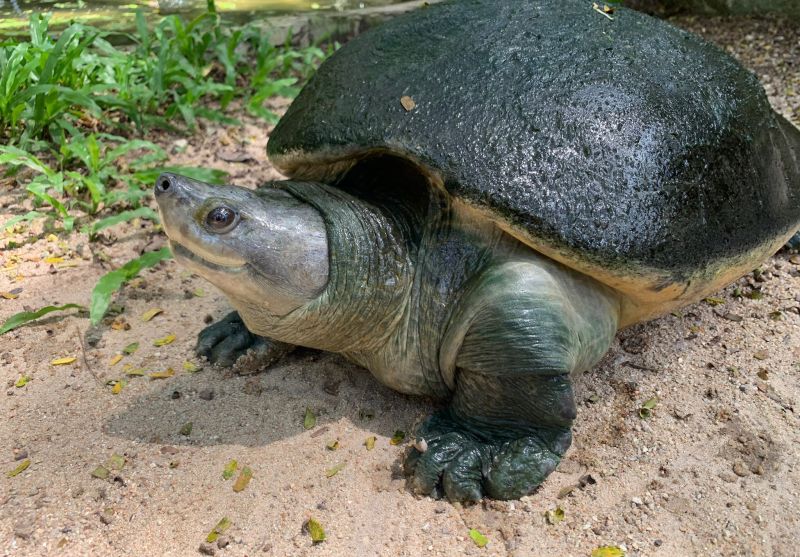 Cambodia’s Royal Turtle lays eggs in captivity for first time | FMT