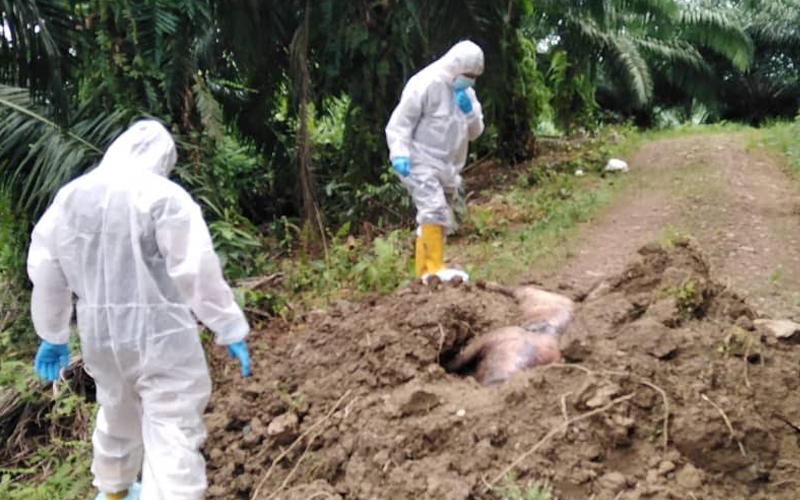 Virus demam babi Afrika merebak ke daerah lain di Sabah | FMT