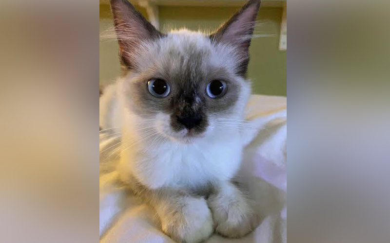 Cookie the cat is a sweet but shy princess | FMT