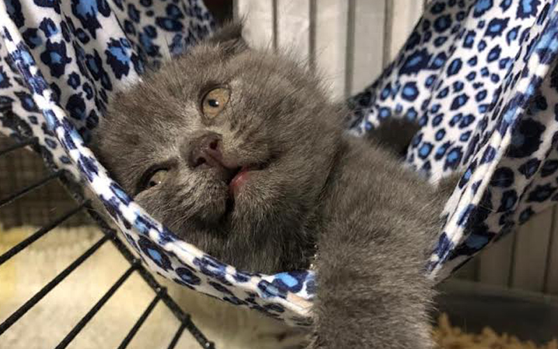 Mulan, the fiery furball who thinks she’s the boss | FMT