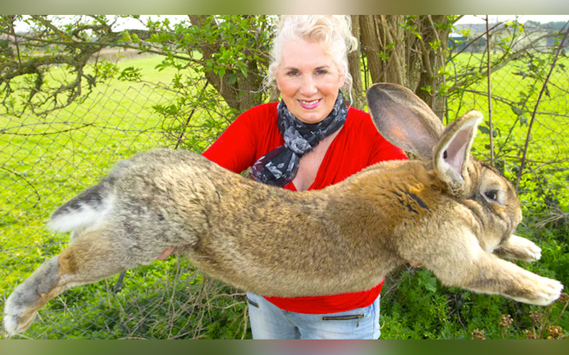 Pulangkan arnab saya | Free Malaysia Today (FMT)