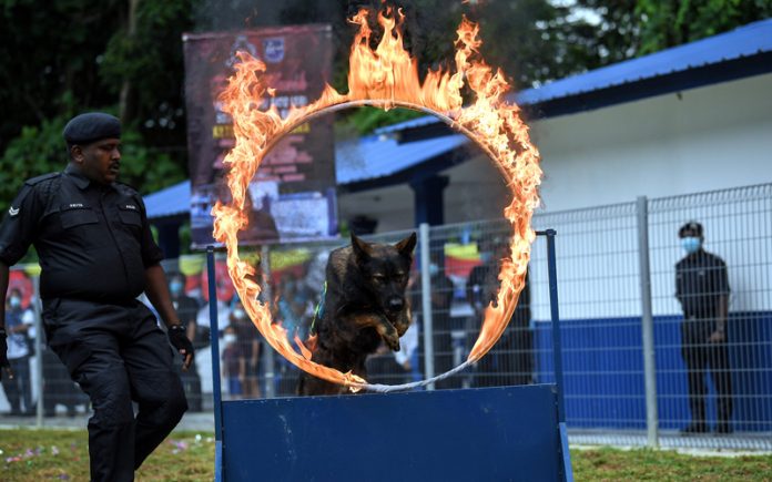 Polis rancang perbesar Unit Anjing Pengesan demi mantapkan khidmat ...