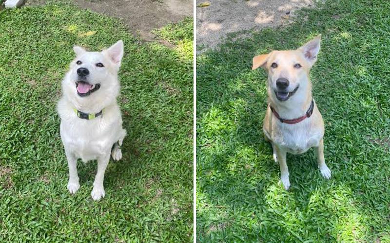 Husky and Uno, the love and light of the Kam family | FMT