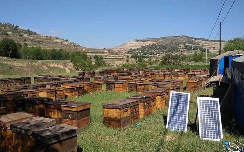 China: Wu keeps busy as a bee to preserve hives | Free Malaysia Today (FMT)