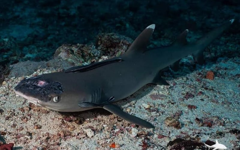 Sabah sharks face danger of skin infection | FMT