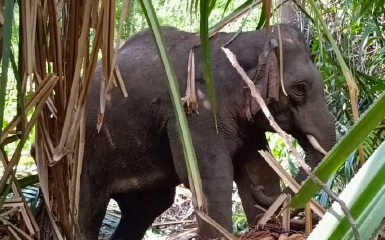Perhilitan captures 2 elephants posing threat to military camp in ...