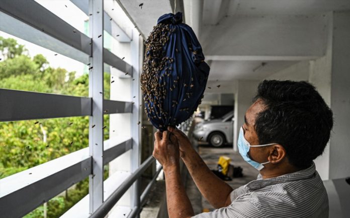 Saving Malaysia’s bees, one nest at a time | Free Malaysia Today (FMT)