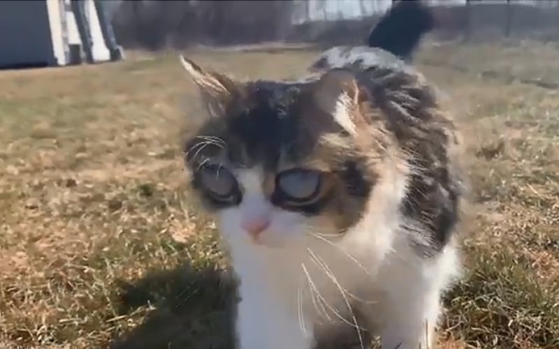 Pico, kucing buta unik terkenal di internet | FMT