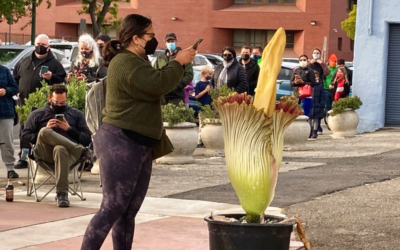 Bunga Mayat tarik perhatian ramai | FMT