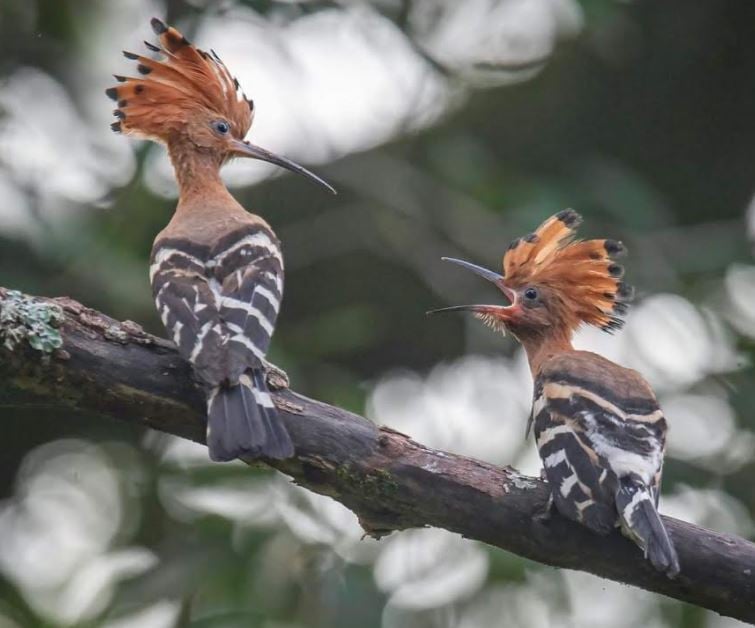Hoop, hoop, hooray! 3 hoopoe chicks hatch at Taiping Lake Gardens ...