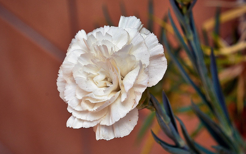 Kisah dan sejarah di sebalik sambutan Hari Ibu | FMT