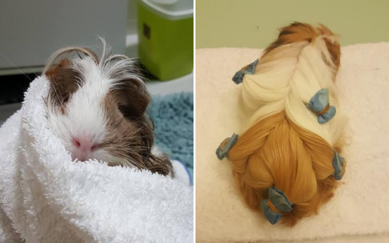 The fluff and fuss about rearing RM800 guinea pigs | FMT