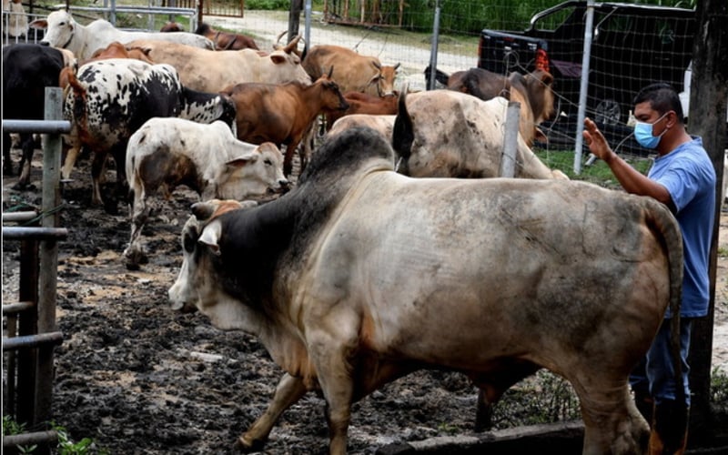 Perak benar ibadah korban dengan SOP ketat, kata Exco | FMT