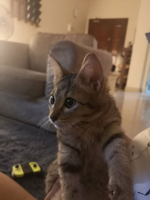 Meet Ashton, the handsome rescue Tabby cat | Free Malaysia Today (FMT)