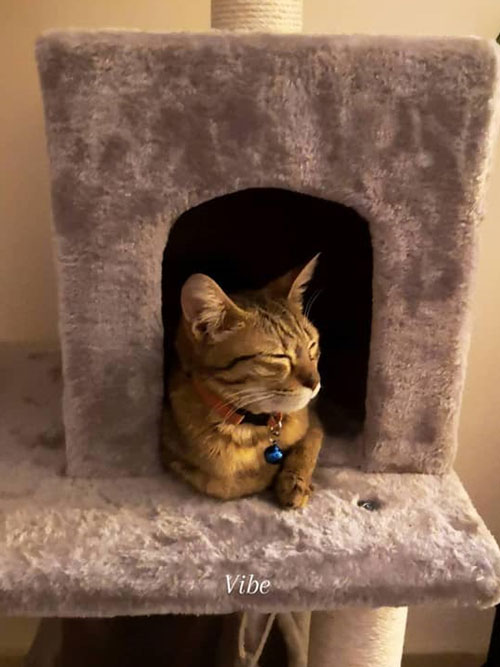 Meet Ashton, the handsome rescue Tabby cat | Free Malaysia Today (FMT)