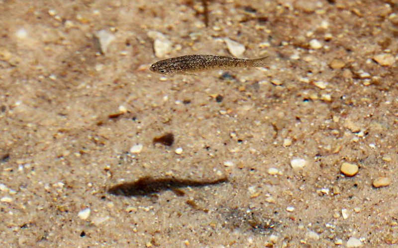 Jordan rushes to protect rare Dead Sea carp from extinction | Free ...