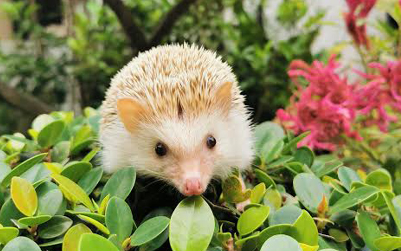 PomPom, the joy of Joy’s heart | Free Malaysia Today (FMT)