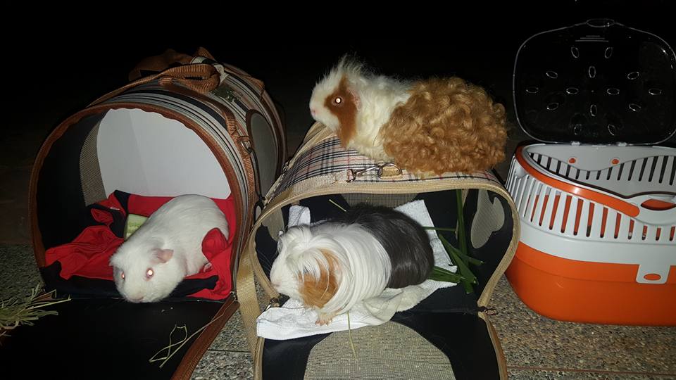 The fluff and fuss about rearing RM800 guinea pigs | FMT